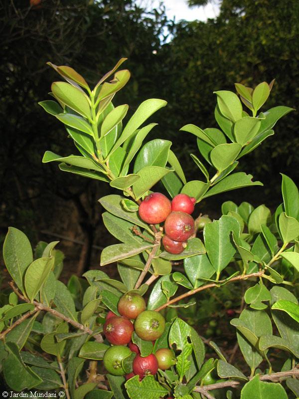 Sangrando en verde: Psidium cattleianum, el guayabo-fresa o arazá.