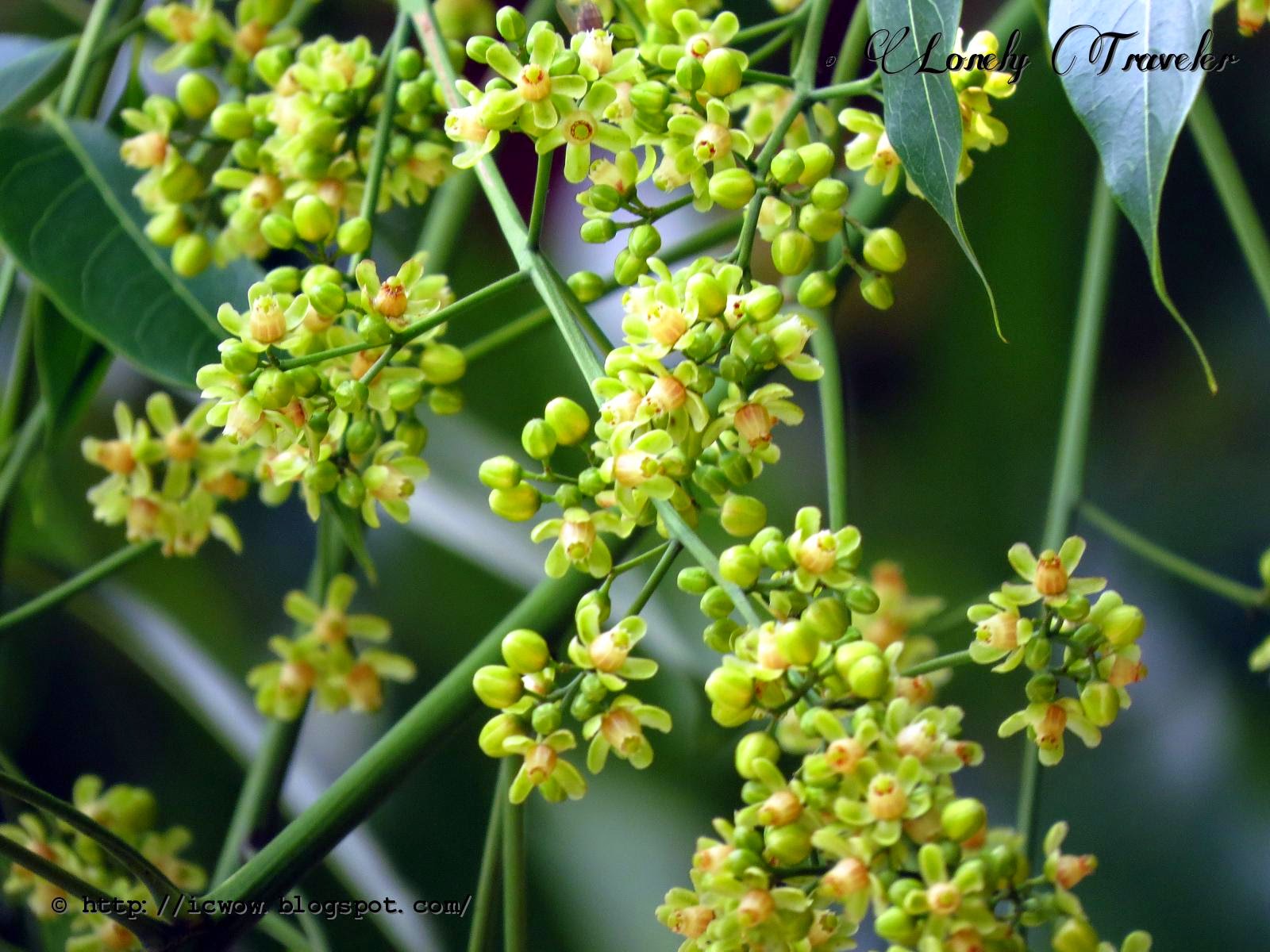 Mahogany flower (মেহগনি ফুল) - Swietenia macrophylla