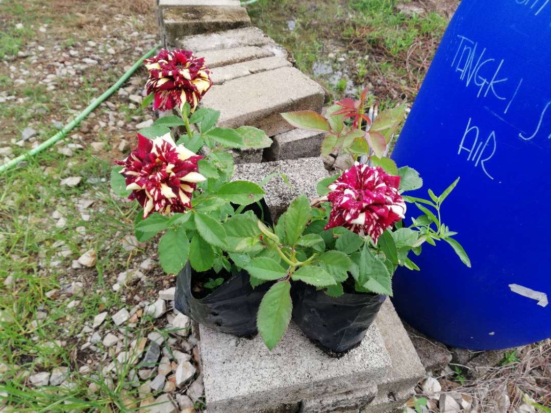 ZIKIR POKOK: RUMI SURAH AL KAUSAR