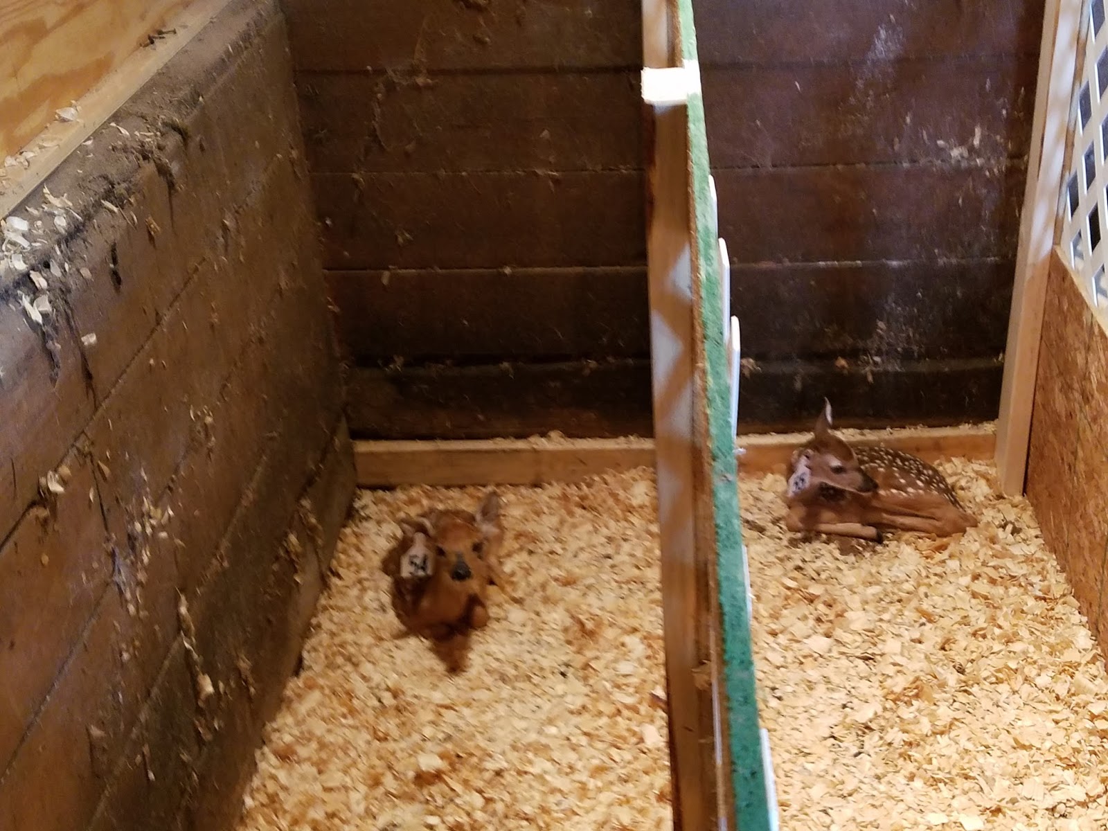 Endangered Education: Fawning Over Fawns