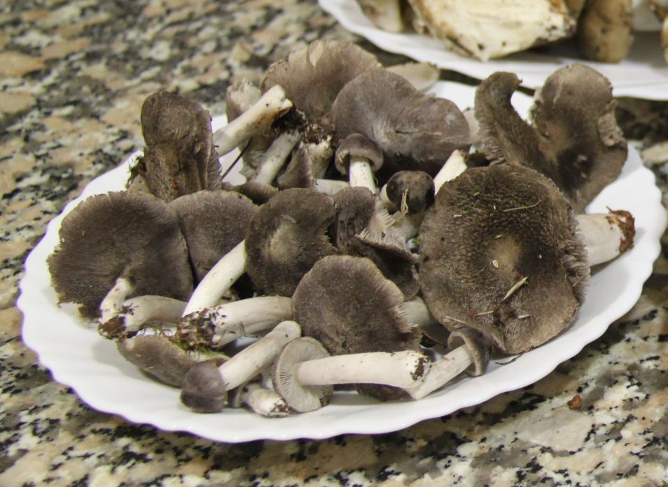 e-cuina: Albergínies farcides de fredolics