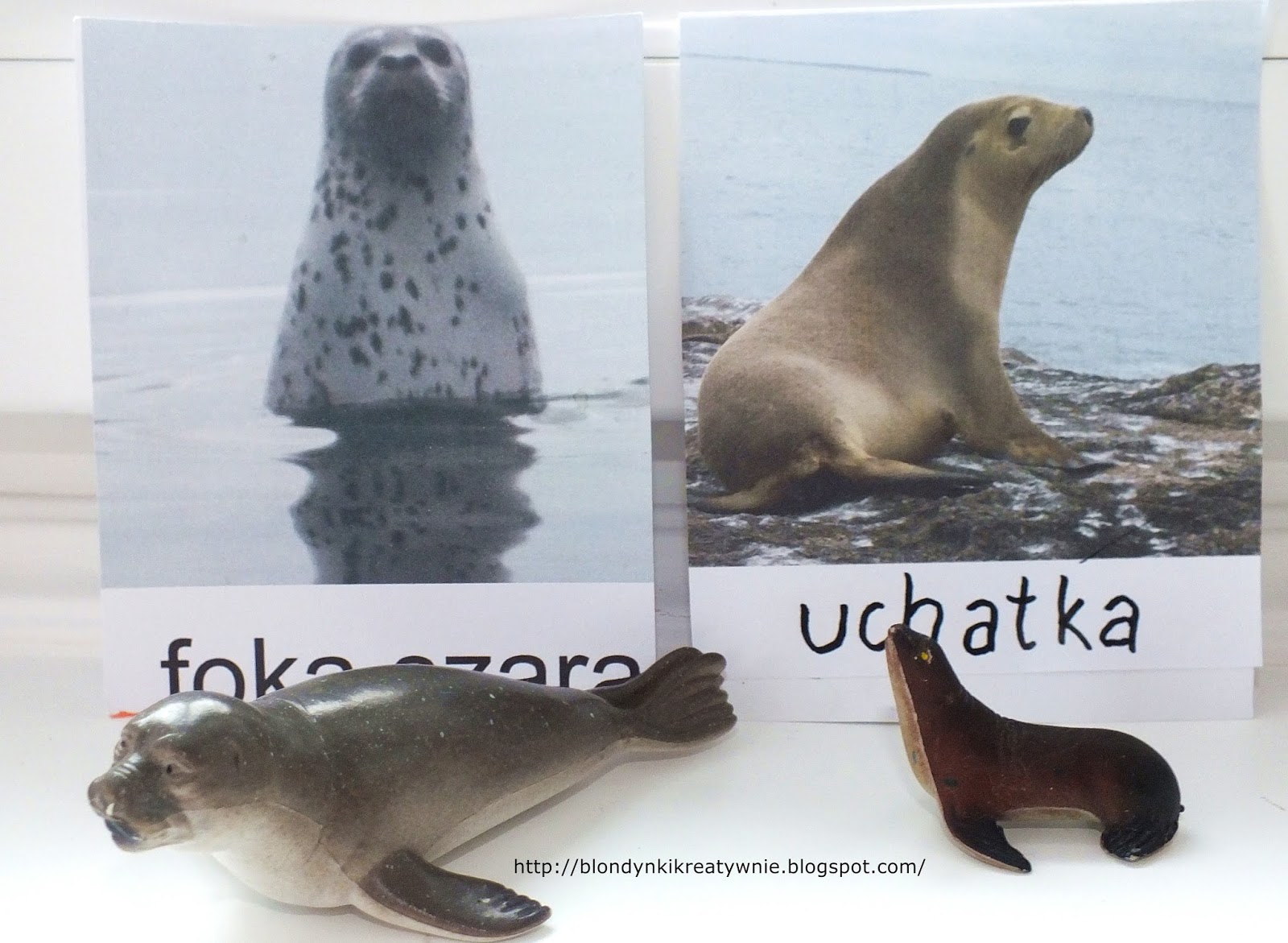 Czy to foka czy uchatka o to jest zagadka ? | Blondynki kreatywnie