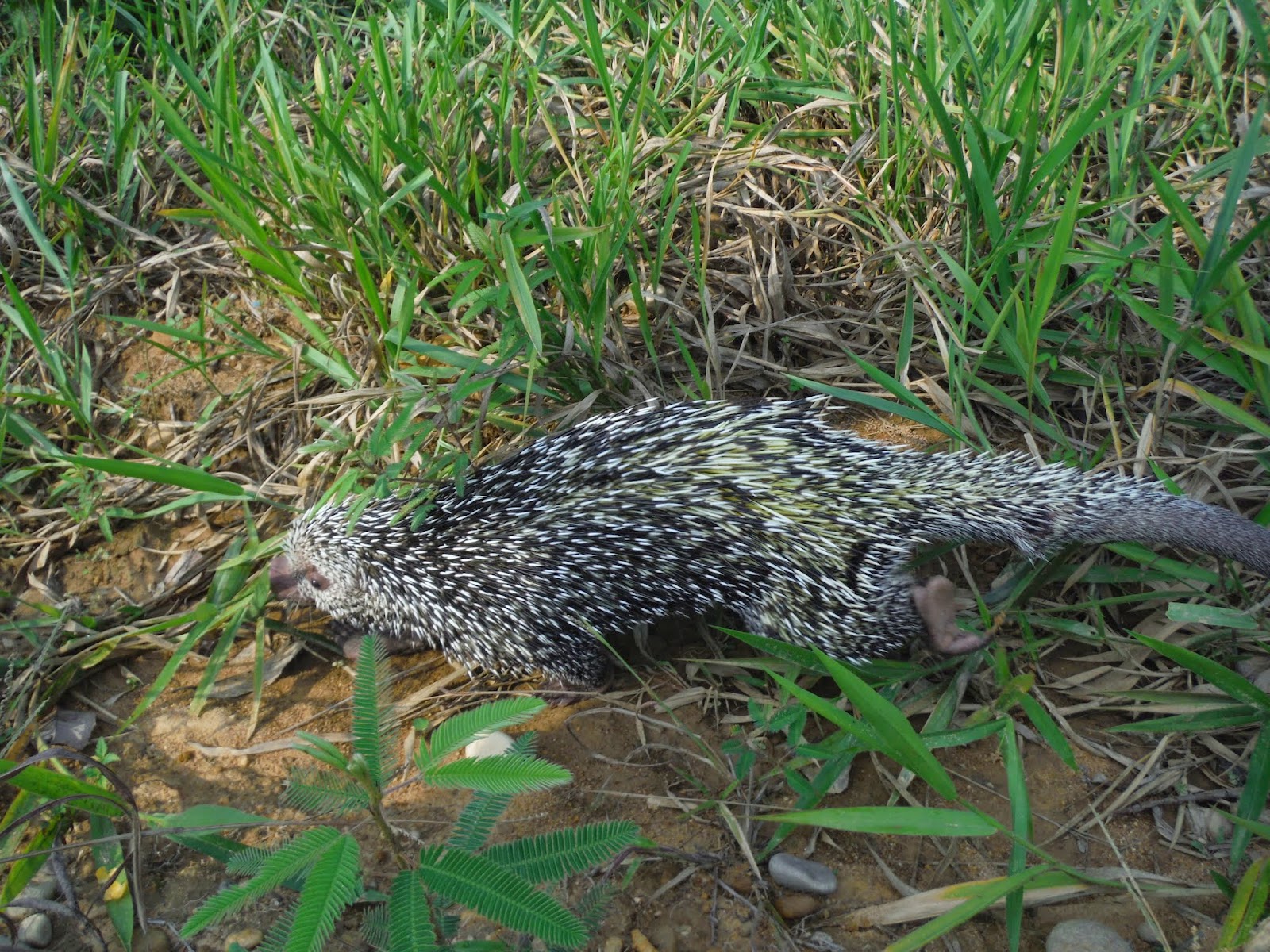Fauna de Colombia - Wildlife Colombia: Puerco Espin Llanos Orientales ...