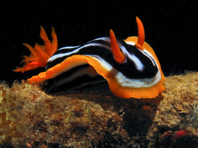 Sea Slug - Life of Sea
