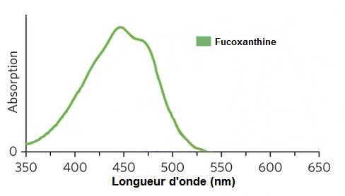 Pleurothallidinae: les couleurs des fleurs