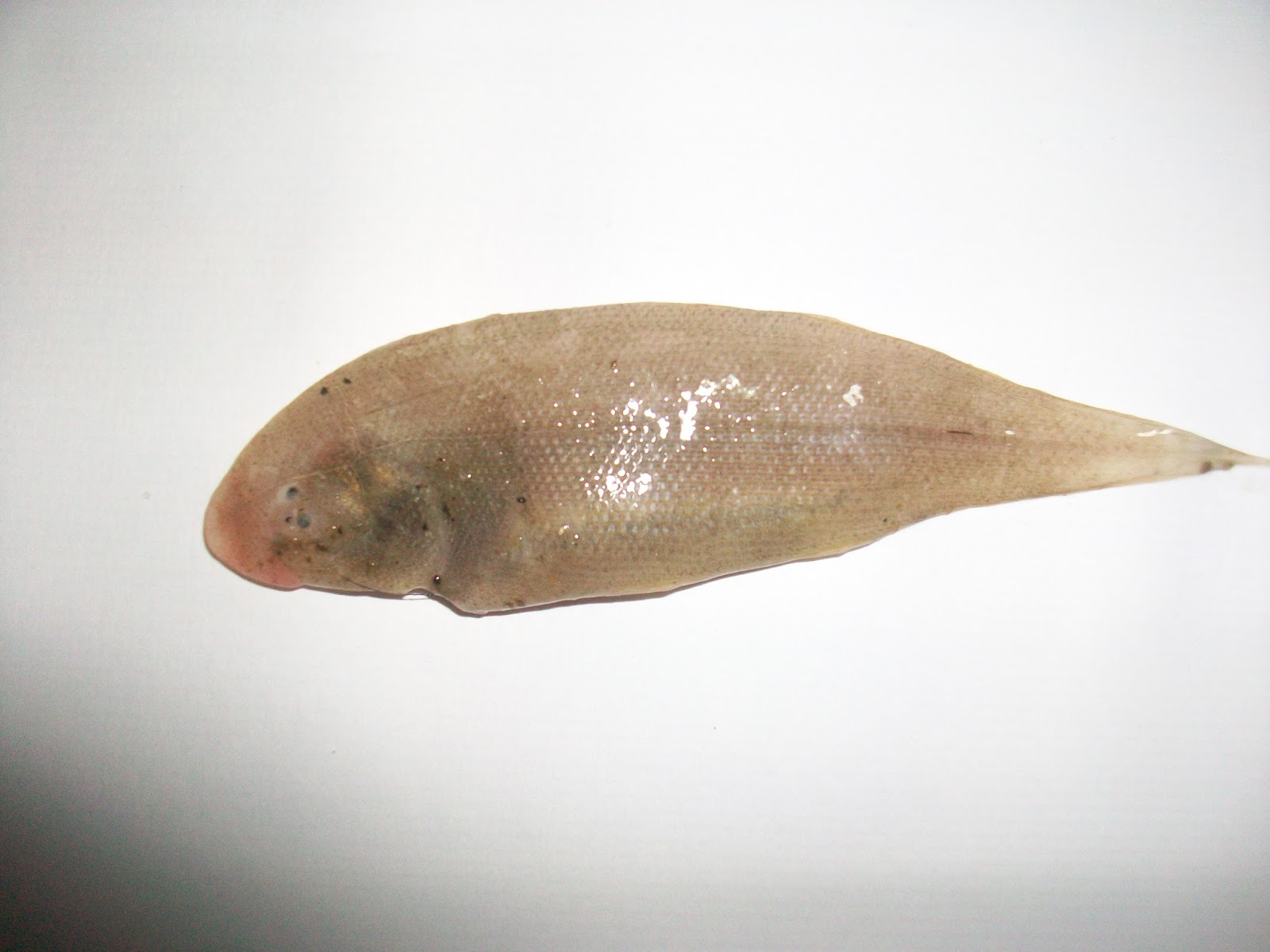 Telapia, Shrimp / Prawn, Pangus and Koi culture Technique