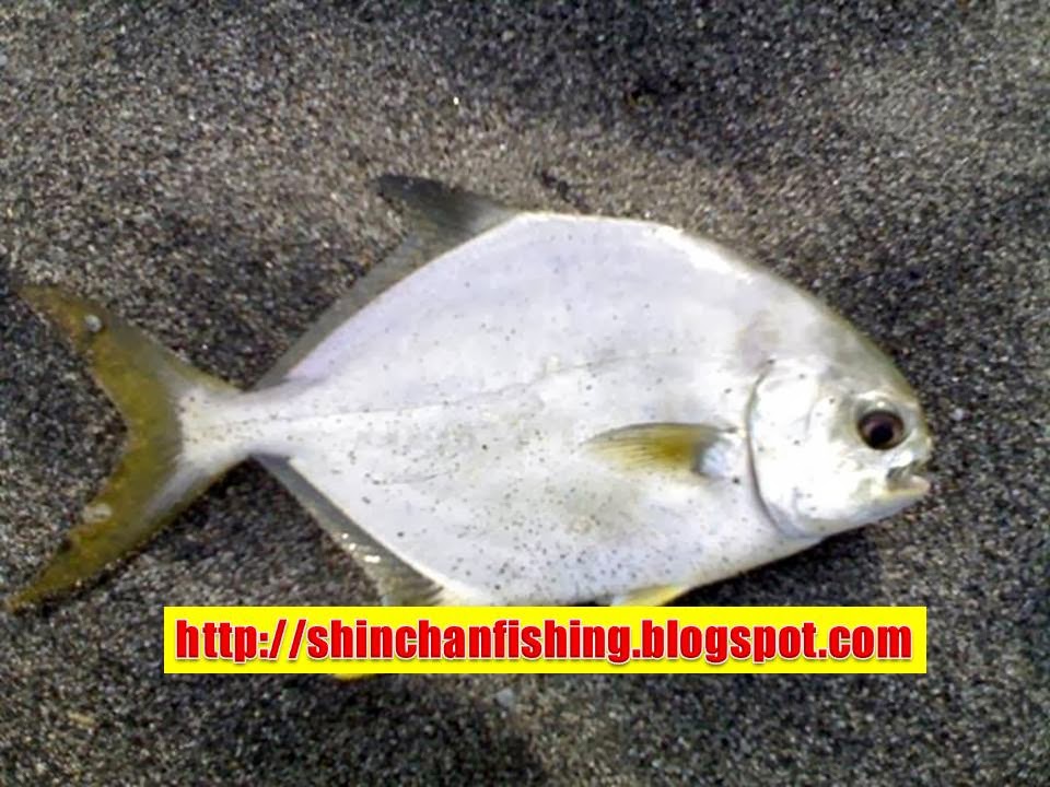 Shinchan Fishing: 2013