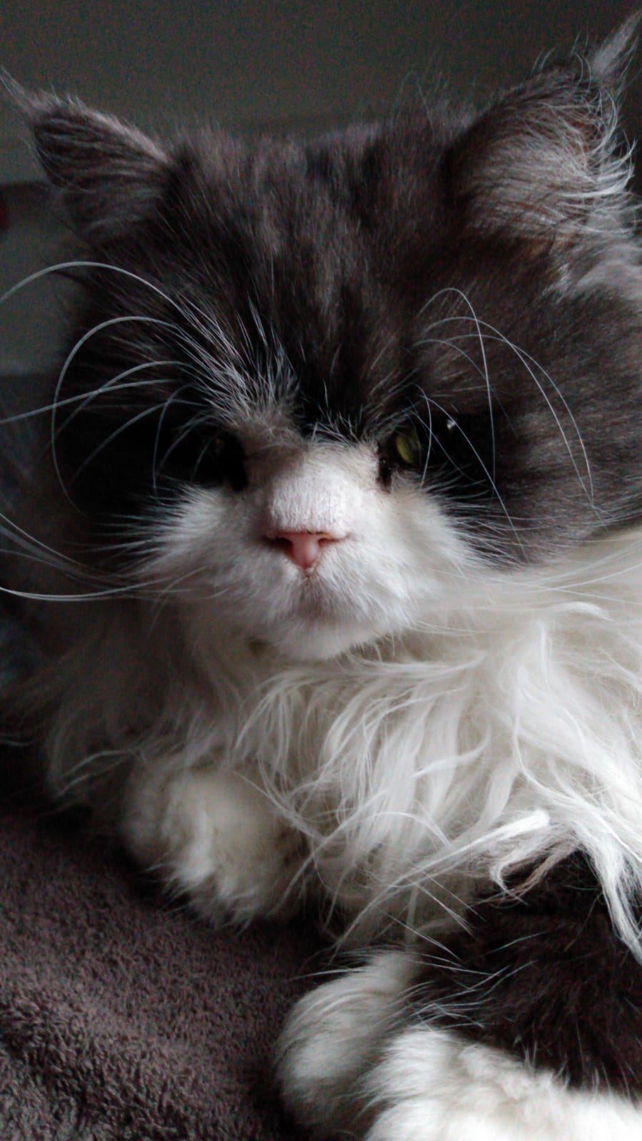 Repost: Cats in ancient Hellas | Baring the Aegis