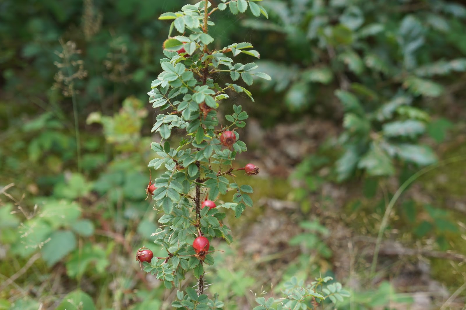 Photos choisies: Cynorhodon