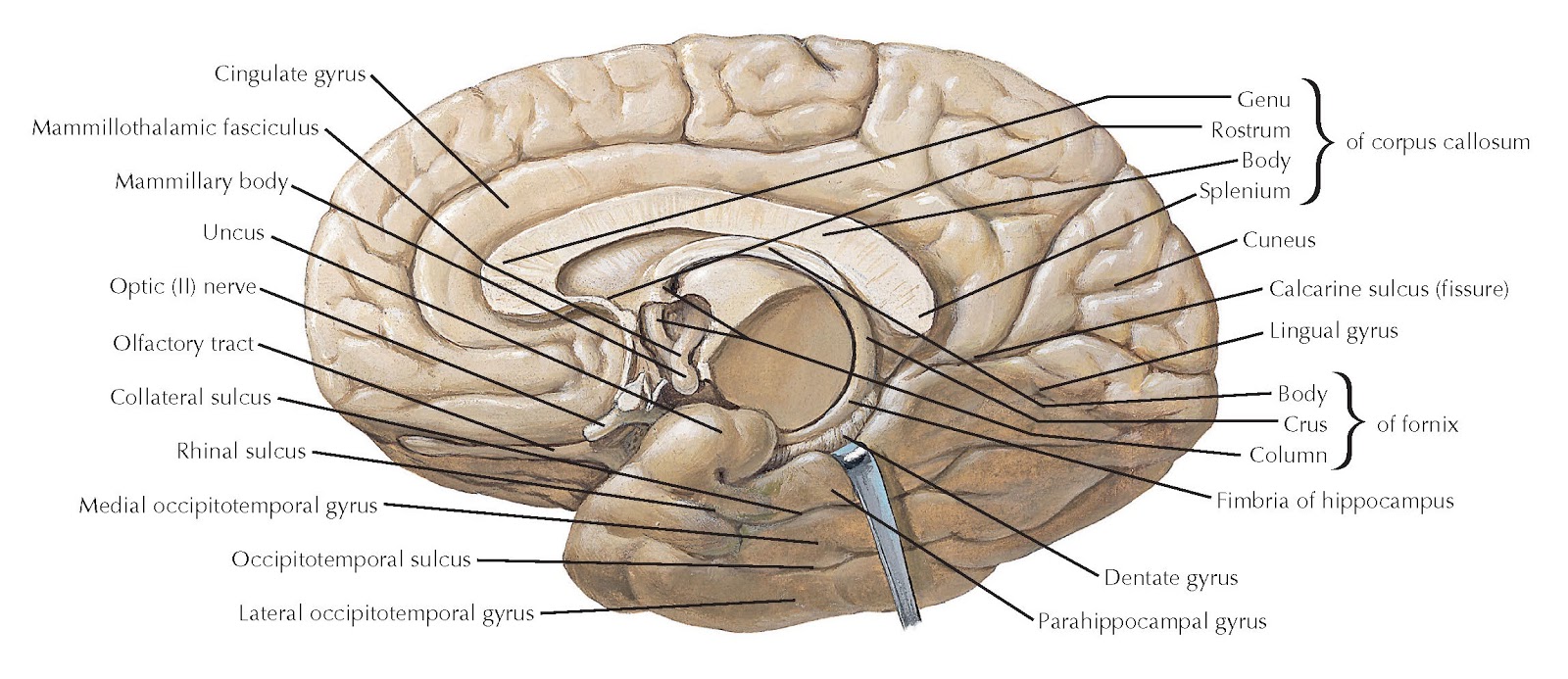ANATOMY OF THE MEDIAL (MIDSAGITTAL) SURFACE OF THE BRAIN, WITH BRAIN ...