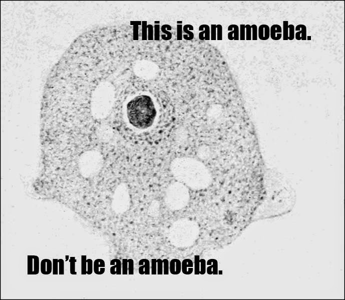 Finding My Calcutta: Project Empty: Don't Be an Amoeba