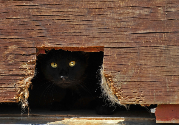 Lost Cat Finder Pet Detective: Lost cat hiding places