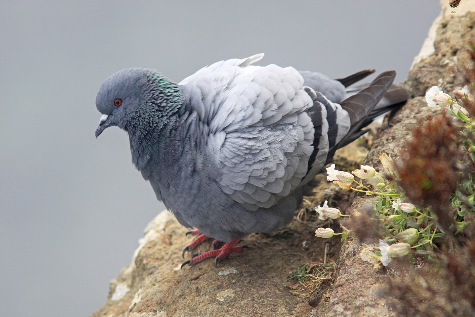 Northamptonshire Birding: June 2013