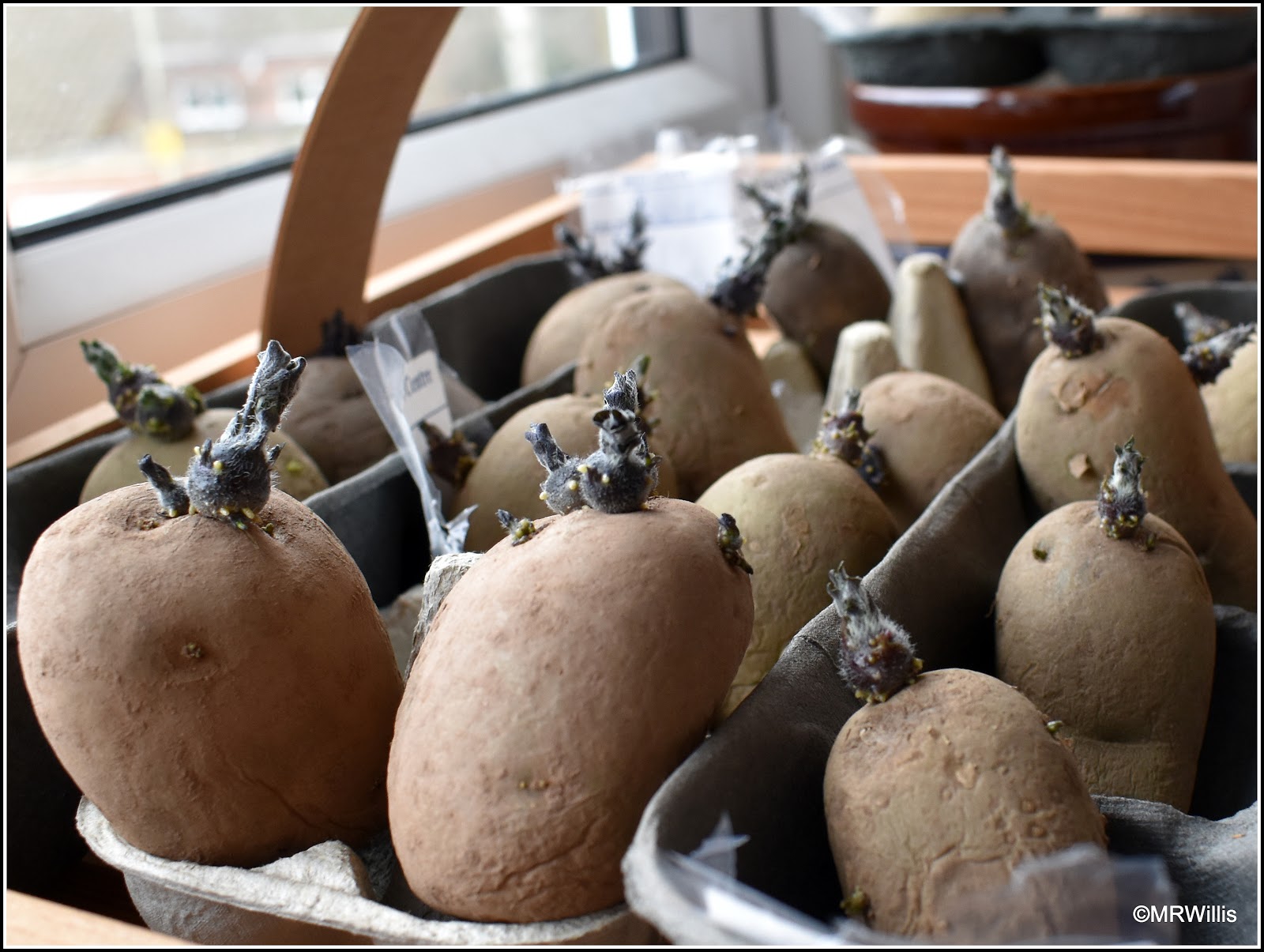 Mark's Veg Plot: Chitting potatoes