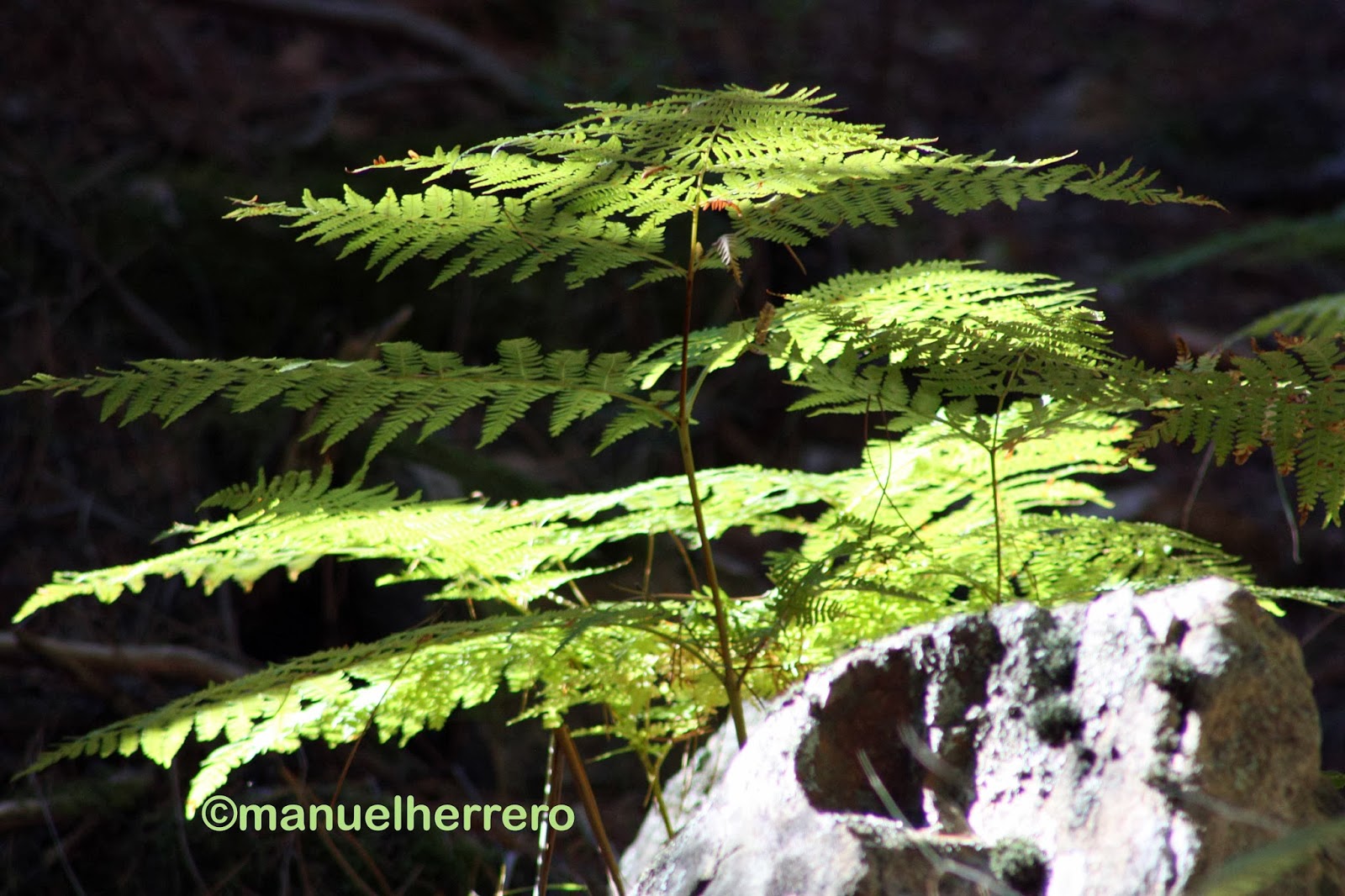 amolapedriza: Helechos