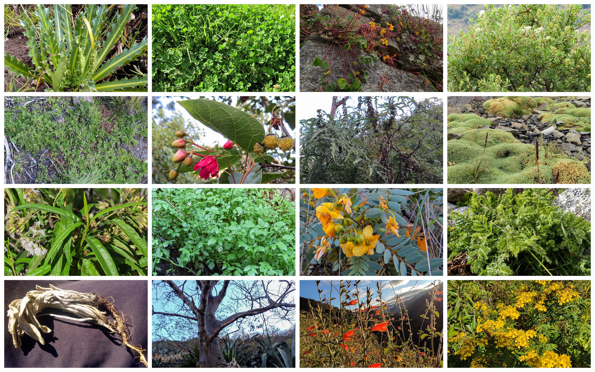 Plantas Medicinales Del Per Plantas Medicinales Del Peru 8736 | The ...