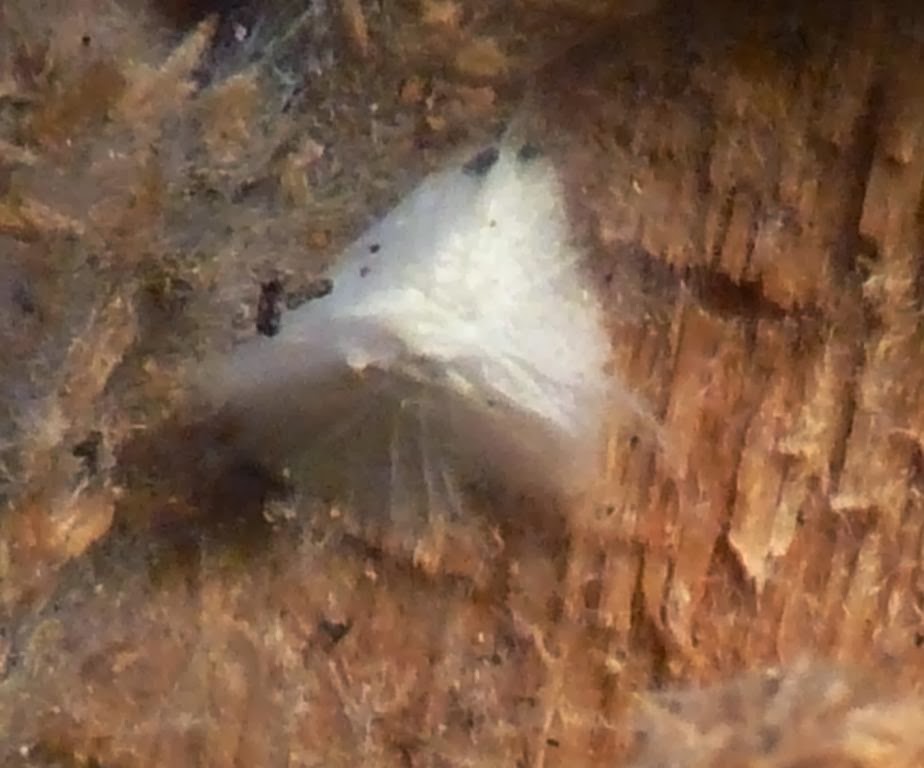 Dave Hubble's ecology spot: Multiple cocoon of many mysteries