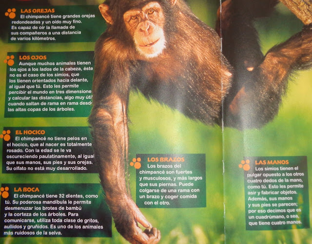 INFANTIL de GRACIA: MONOS, SIMIOS Y PRIMATES