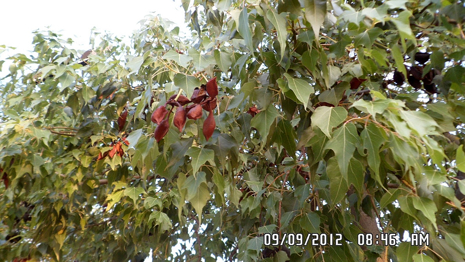 Espíritu de Árbol: EL ÁRBOL DE LOS CARACOLES. BRACHICHITO