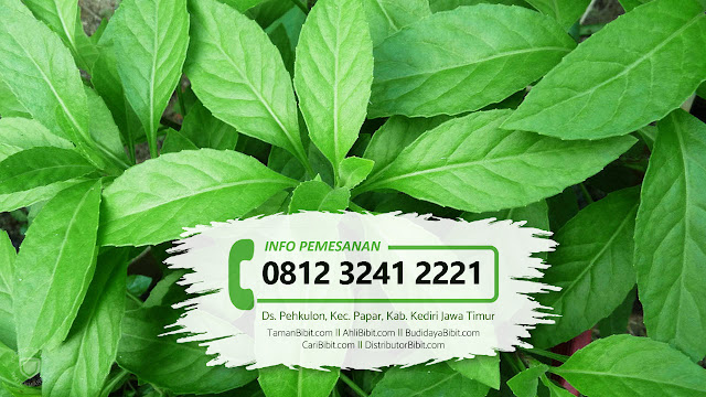 24+ Bunga Melati Sambung Nyawa - Gambar Bunga Indah