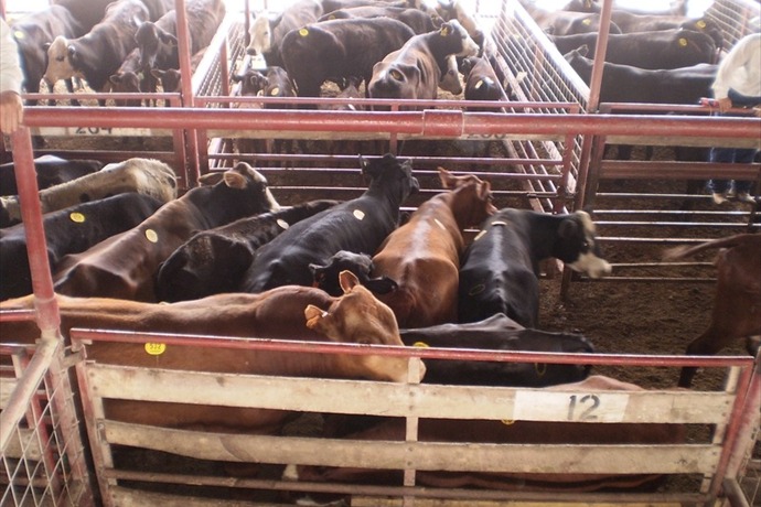 THE WESTERNER: Rise in Cattle Rustling Perplexes Texas Law Enforcement