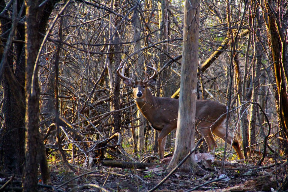 Mike's Special Buck! | Outdoors | Before It's News