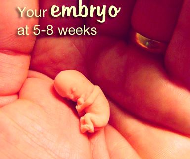 How does pregnancy begin?: 5 Weeks Pregnant