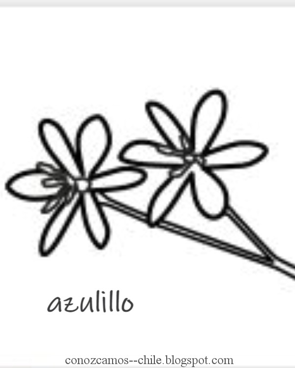 Dibujos de la flora chilena, color y para colorear