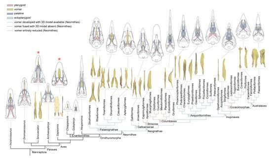 Analysis of Early Cretaceous Paraves shows a recent origin for the ...