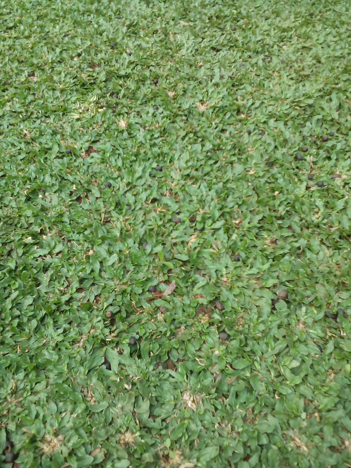 Taman Memakai Rumput Gajah Mini | Habiban Plants