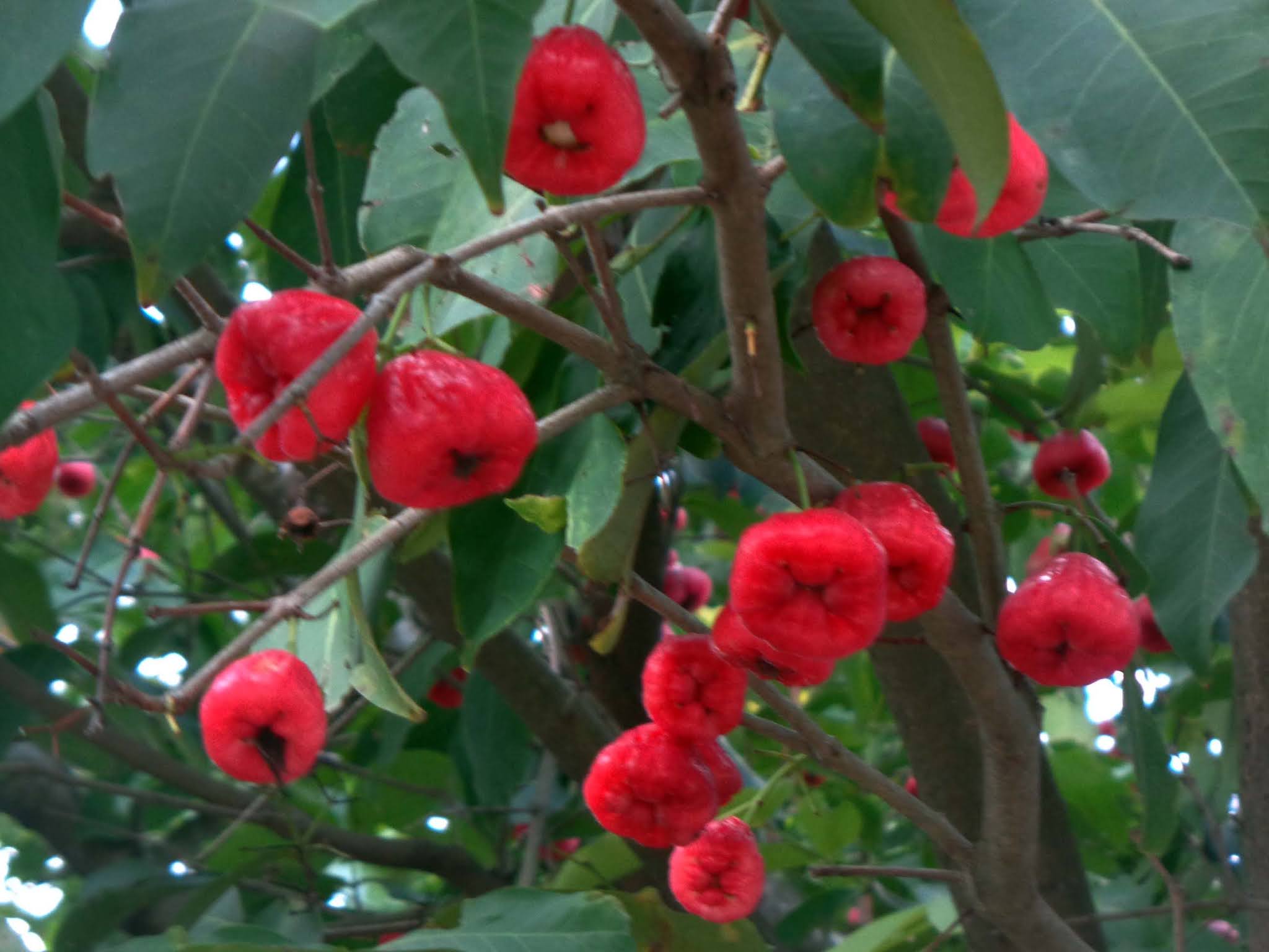 Living with Nature - School on Blog by Dr. Abercio V. Rotor: Macopa ...