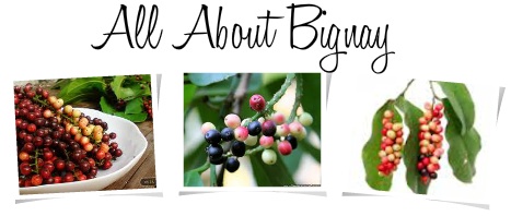 Bignay Fruit