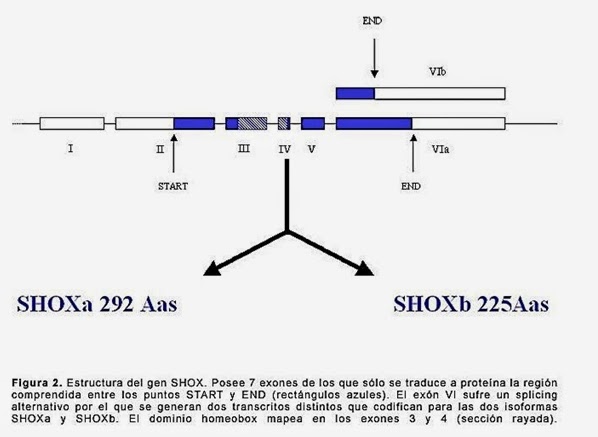 SÍNDROME DE TURNER: EL GEN SHOX