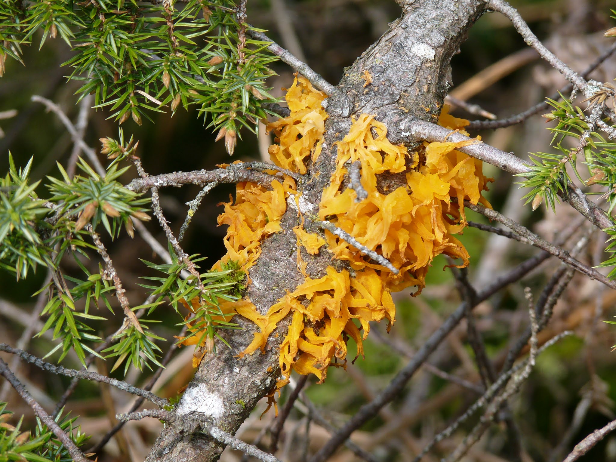 The Flora of Hutton Roof : Gymnosporangium clavariiforme (Cedar Apple ...