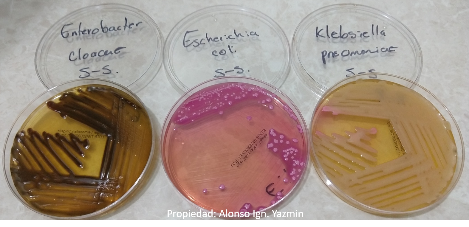Bioquímica Diagnóstica BQD-YAI: Enterobacterias