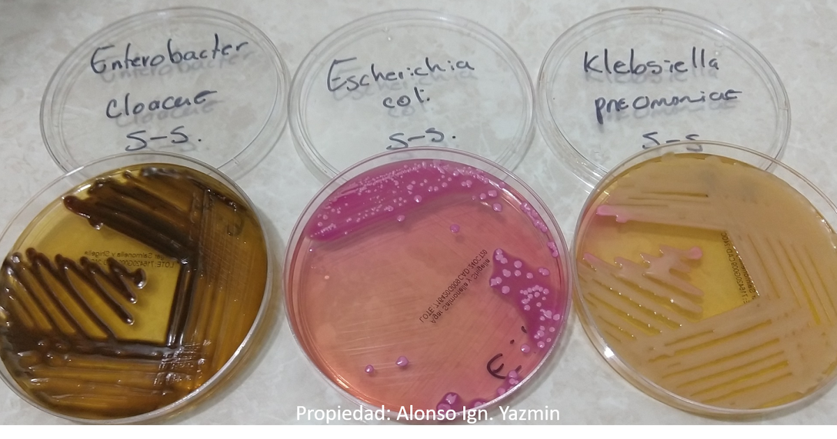 Bioquímica Diagnóstica BQD-YAI: Enterobacterias