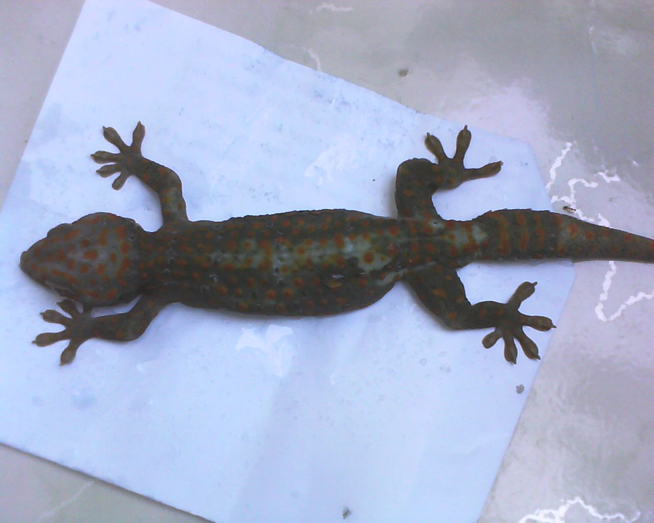 Gecko Trade Sebab Tokek Mati
