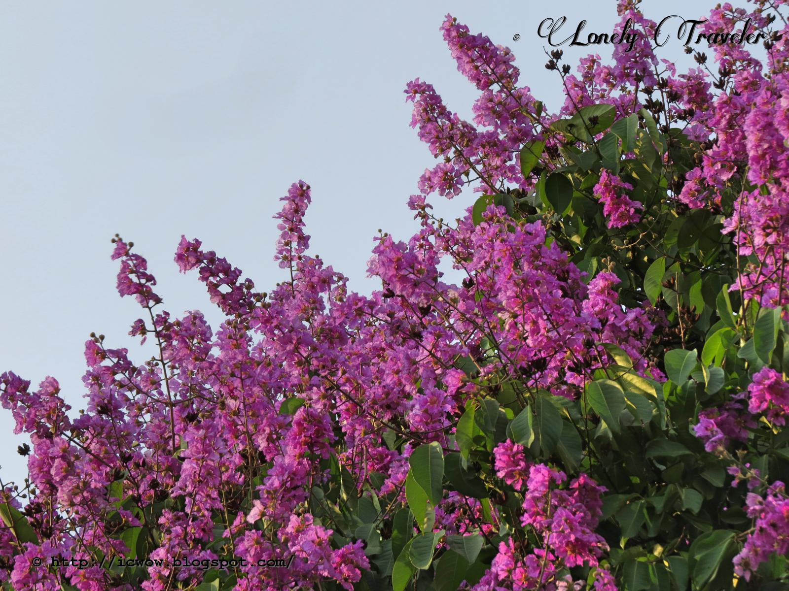Jarul ful (জারুল ফুল) - Lagerstroemia speciosa