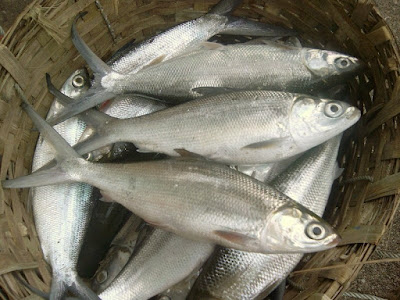 Milk Fish Information and What You Should Know About It | Indonesia ...