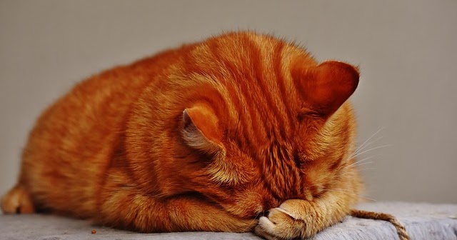 Significados del Color Rojo: ¿Que significa soñar con un gato rojo?