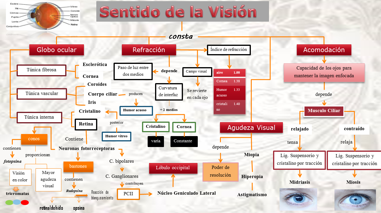 FISIOLOGÍA BÁSICA: Sentido de la Vision