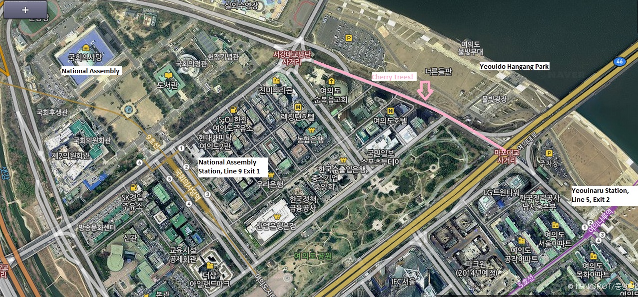 The Search for Cherry Blossoms in Korea - Yeouido 여의도 (汝矣島) - Travellerelf
