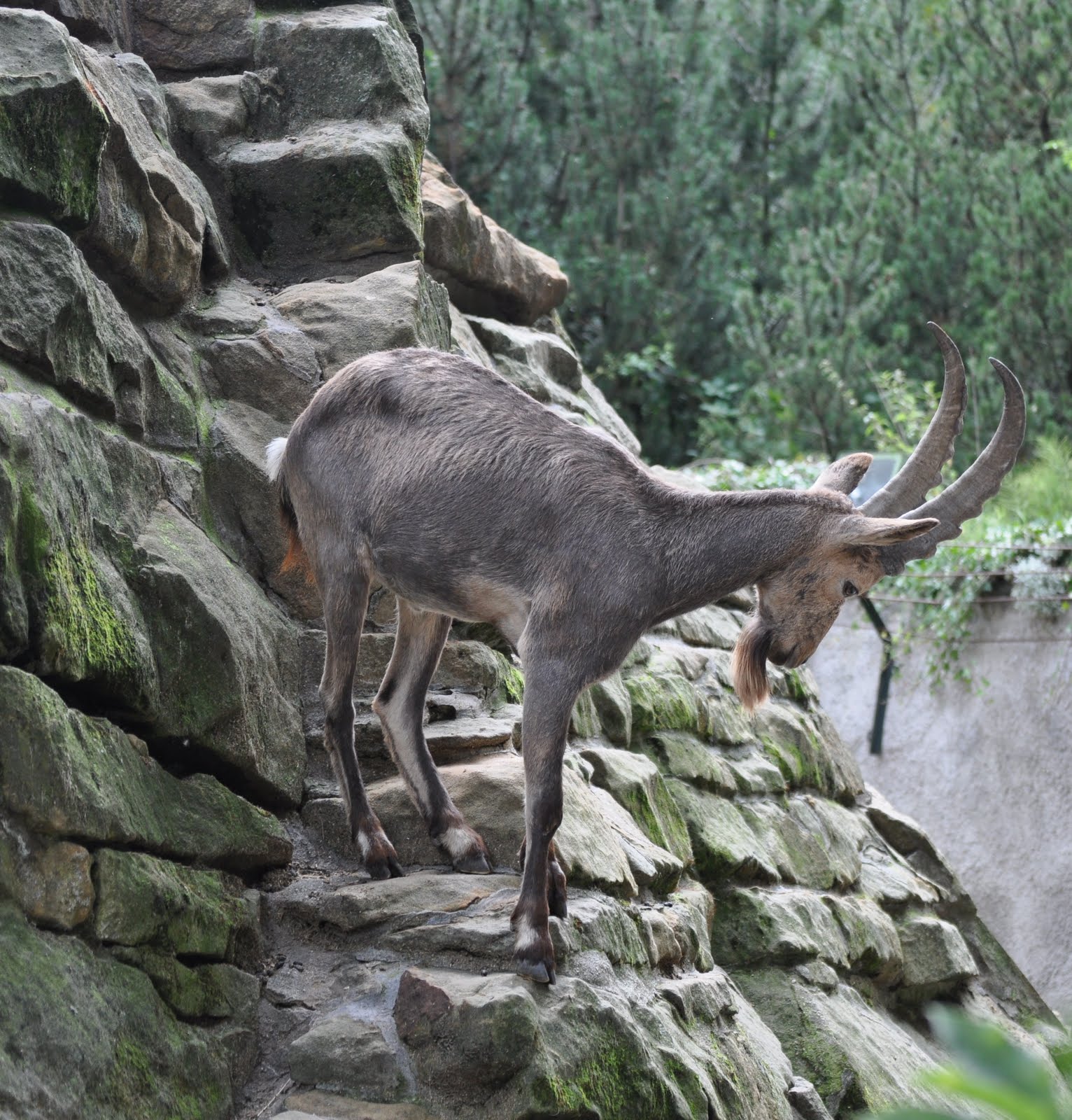 ZOOTOGRAFIANDO (6.100 ANIMALS): ÍBICE SIBERIANO / SIBERIAN IBEX (Capra ...
