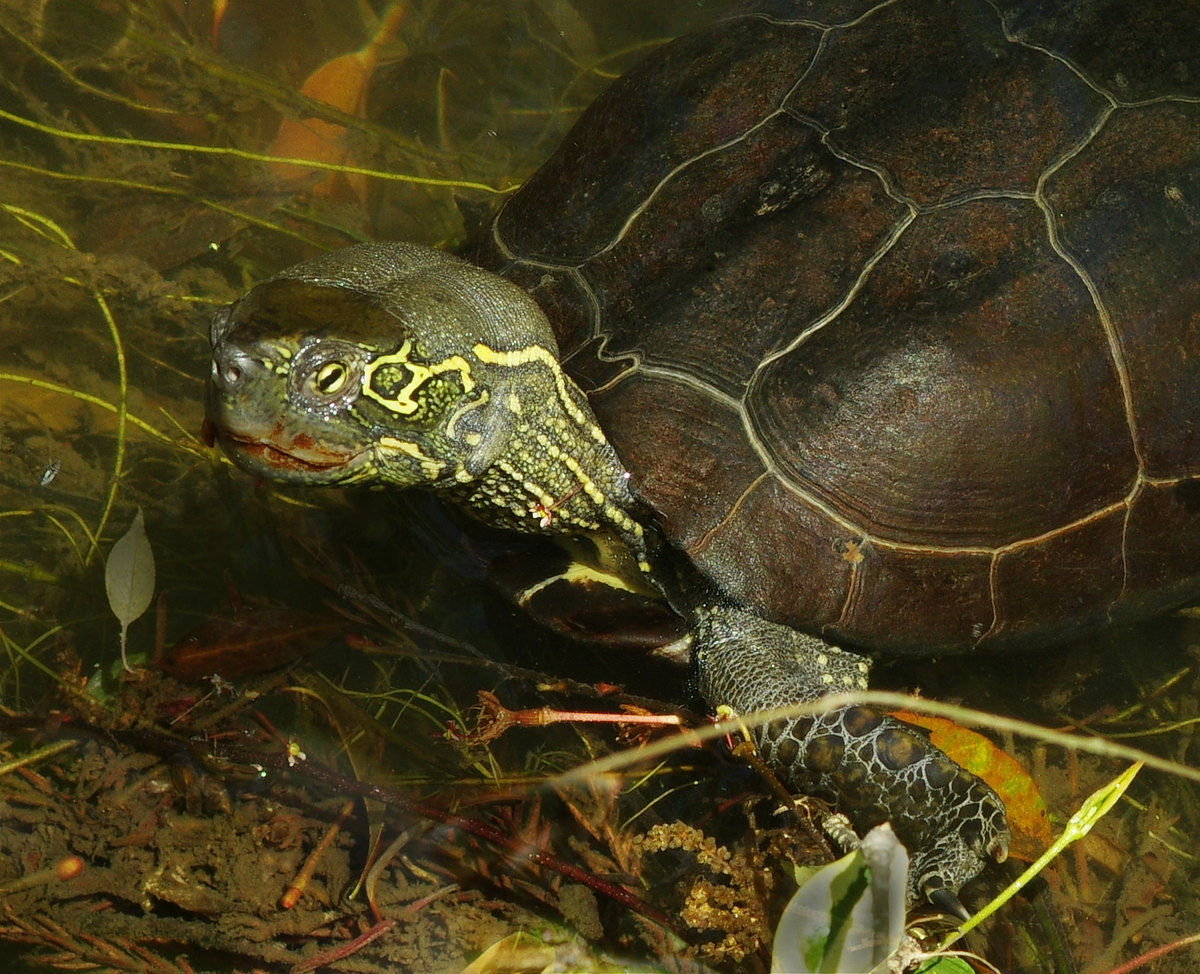 Wildeep's Illuminations: Chinese Pond Terrapin
