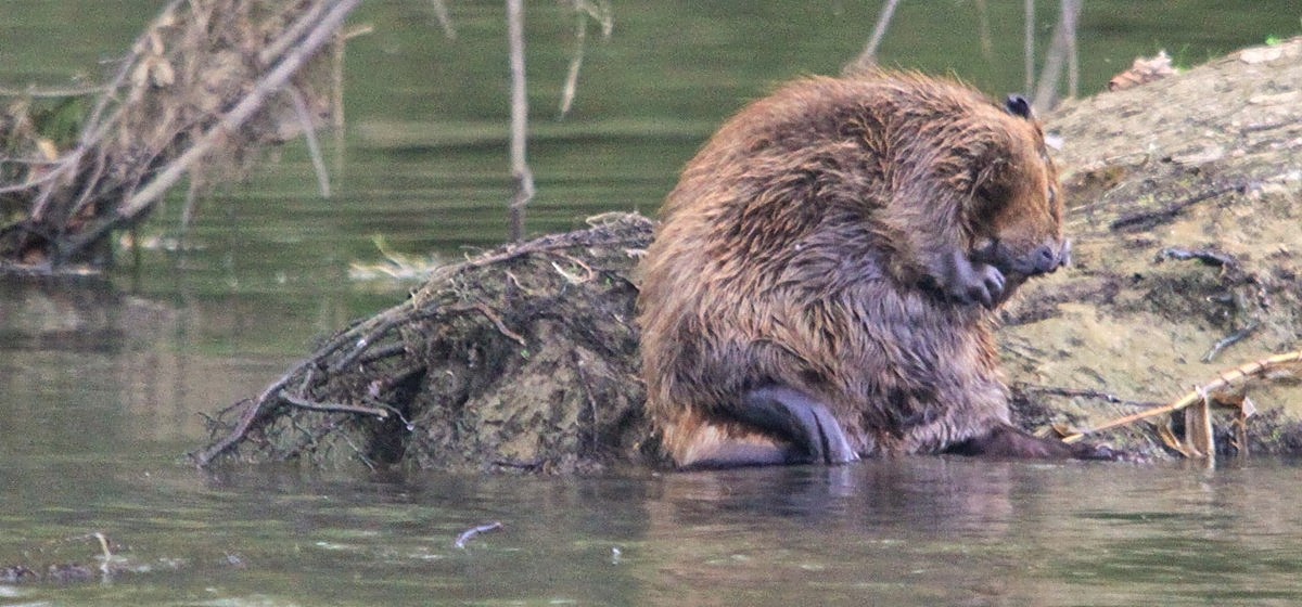 Gary's Outdoor Wanderings2: MORE UNUSUAL BEAVER PICS