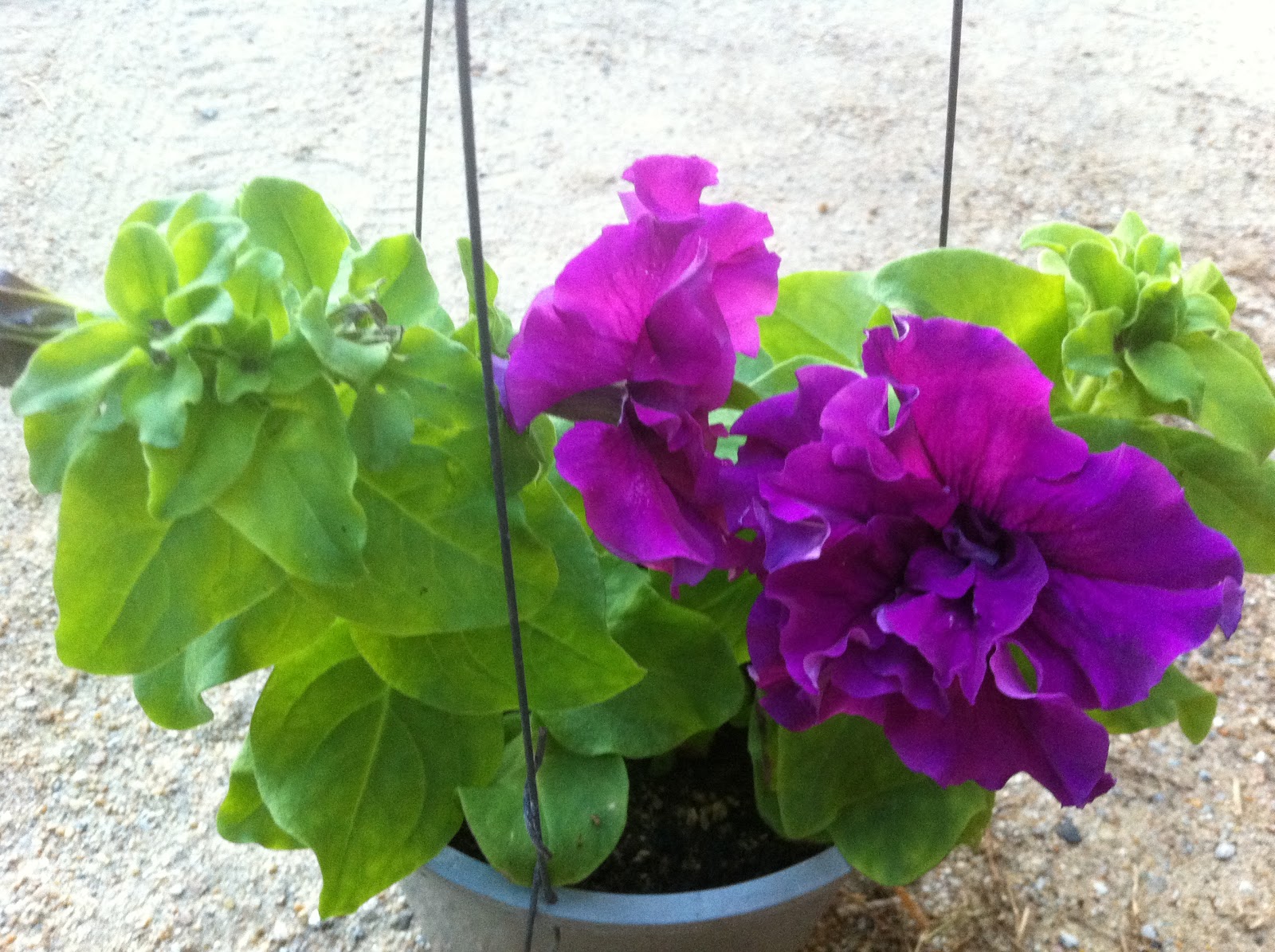 My Experimental Garden: Petunia double cascade mix