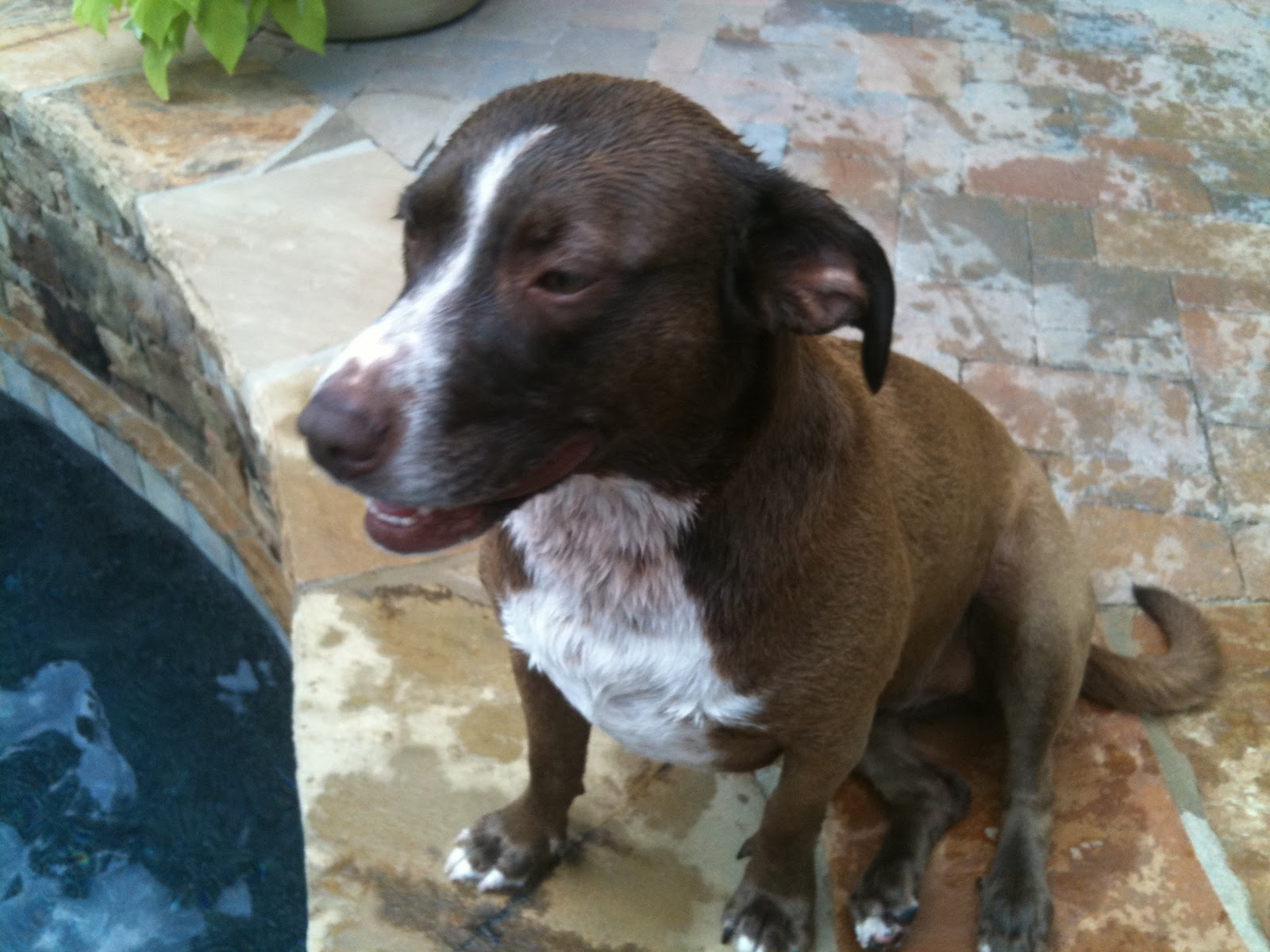 Confucius Cat: Cat Treat: Christy Hayes, Snickers and Hershey