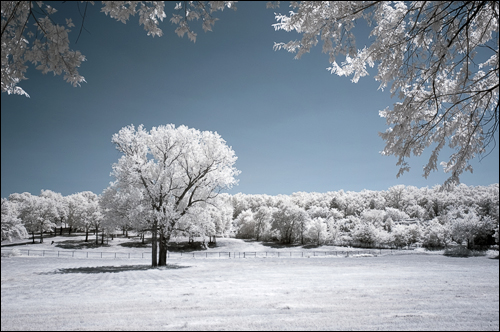 the miir image: Digital Infrared Photography Tutorial
