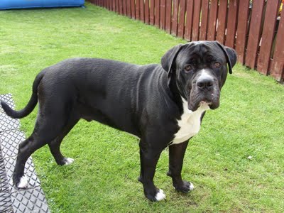 El Bandog - Perros Game