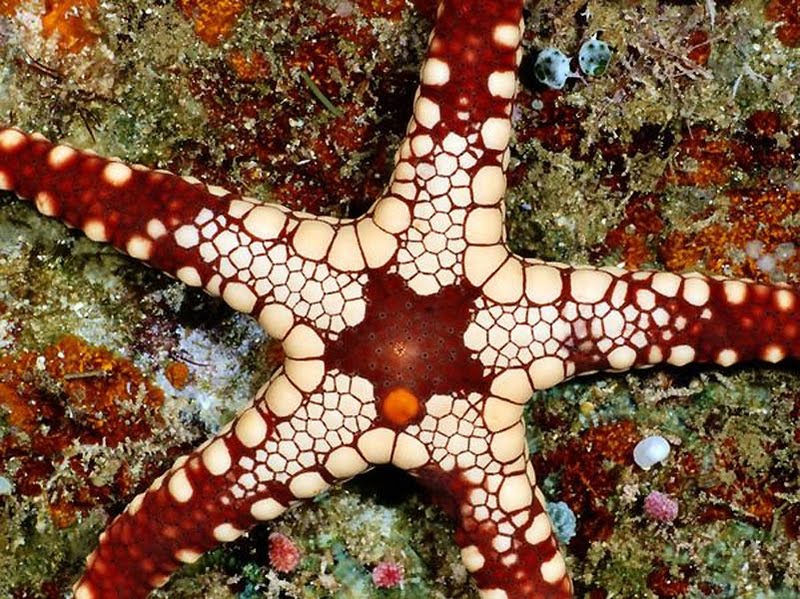 Beautiful Star Fish - 18 Pics | Curious, Funny Photos / Pictures